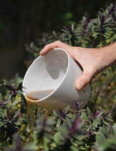 How To Make Worm Tea For Plants & The Planet