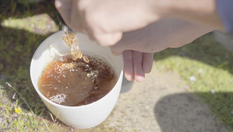 How To Make Worm Tea For Plants & The Planet