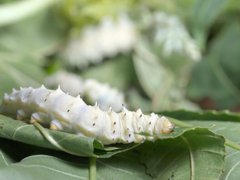 Ahimsa Silk: Is “Peace Silk” Really Peaceful?