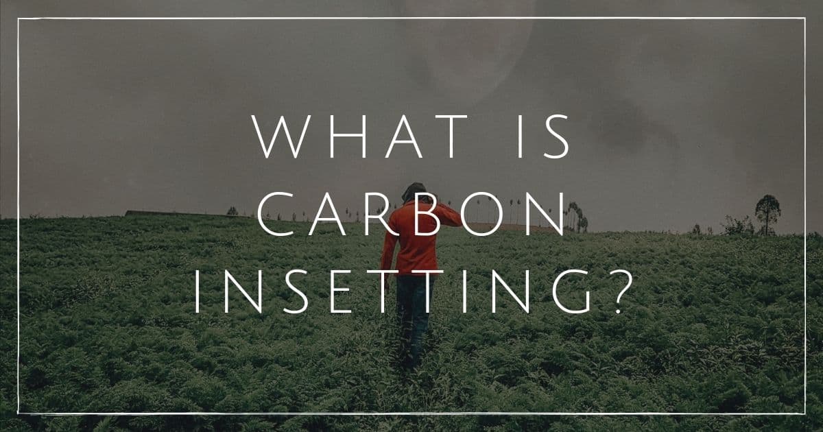 Insetting: What Is It & How Does It Differ From Carbon Offsetting?