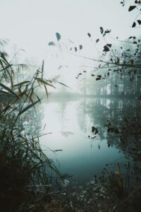 Insetting: What Is It & How Does It Differ From Carbon Offsetting?