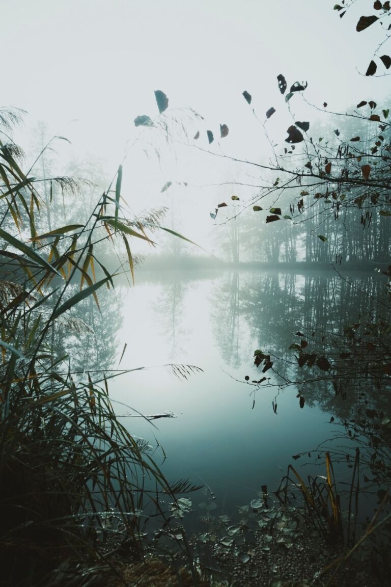 Insetting: What Is It & How Does It Differ From Carbon Offsetting?