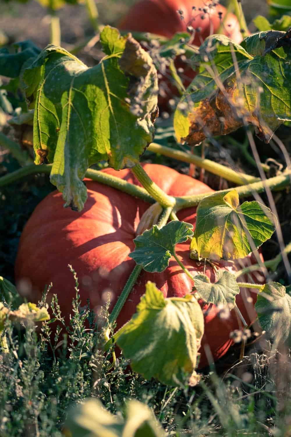 The Importance Of Sustainable Food Systems: Adoption And Examples