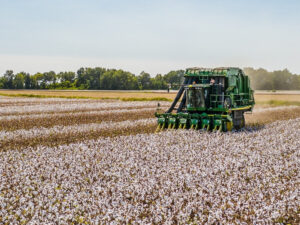 What Is BCI Cotton & How Sustainable Is It?