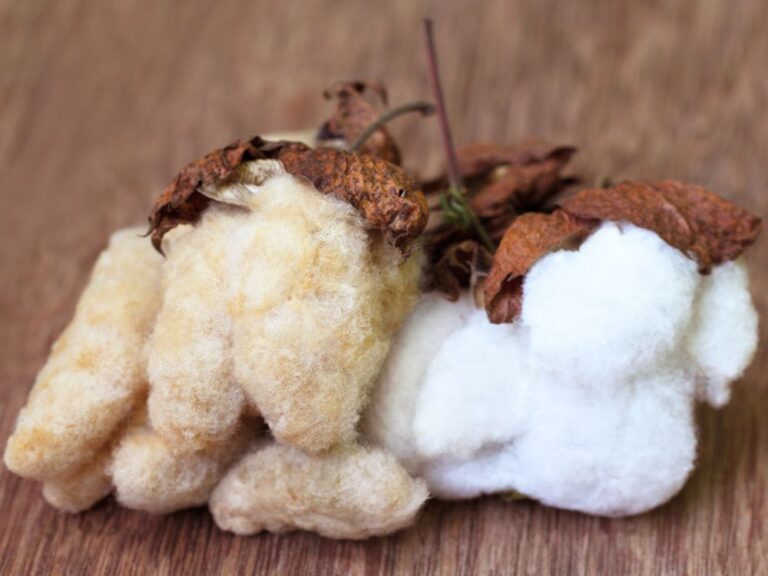 Seaweed Fabric: Can Algae Clothing Kelp The Planet?