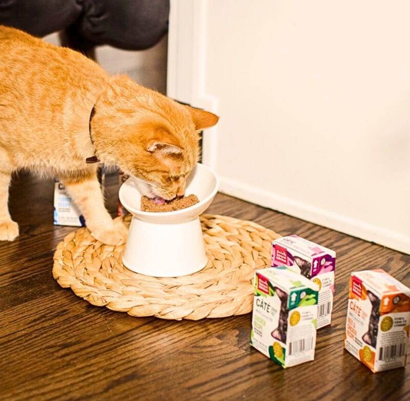 7 Sustainable Cat Food Brands To Make The Most of 9 Lives
