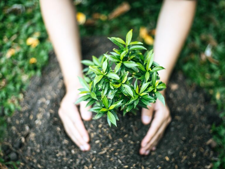 What is Sustainable Living?