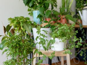 House Full of Plants: Tips For Creating Your An Indoor Oasis