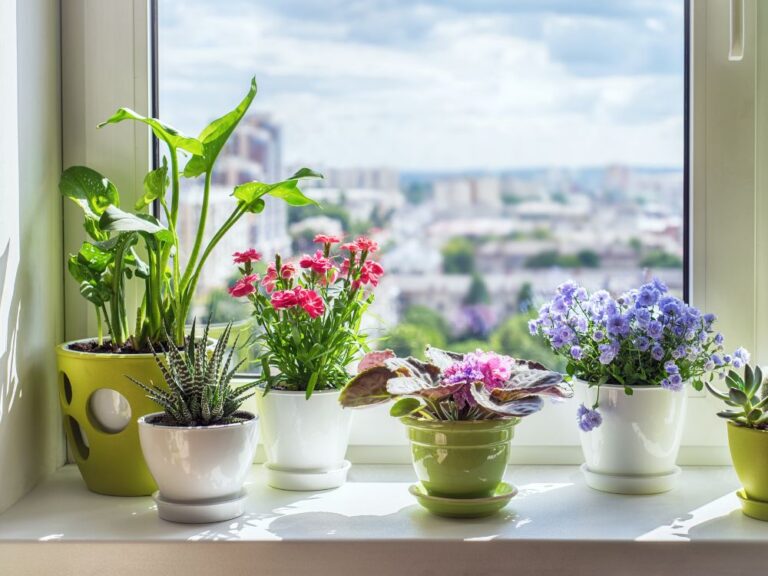 House Full of Plants: Tips For Creating Your An Indoor Oasis
