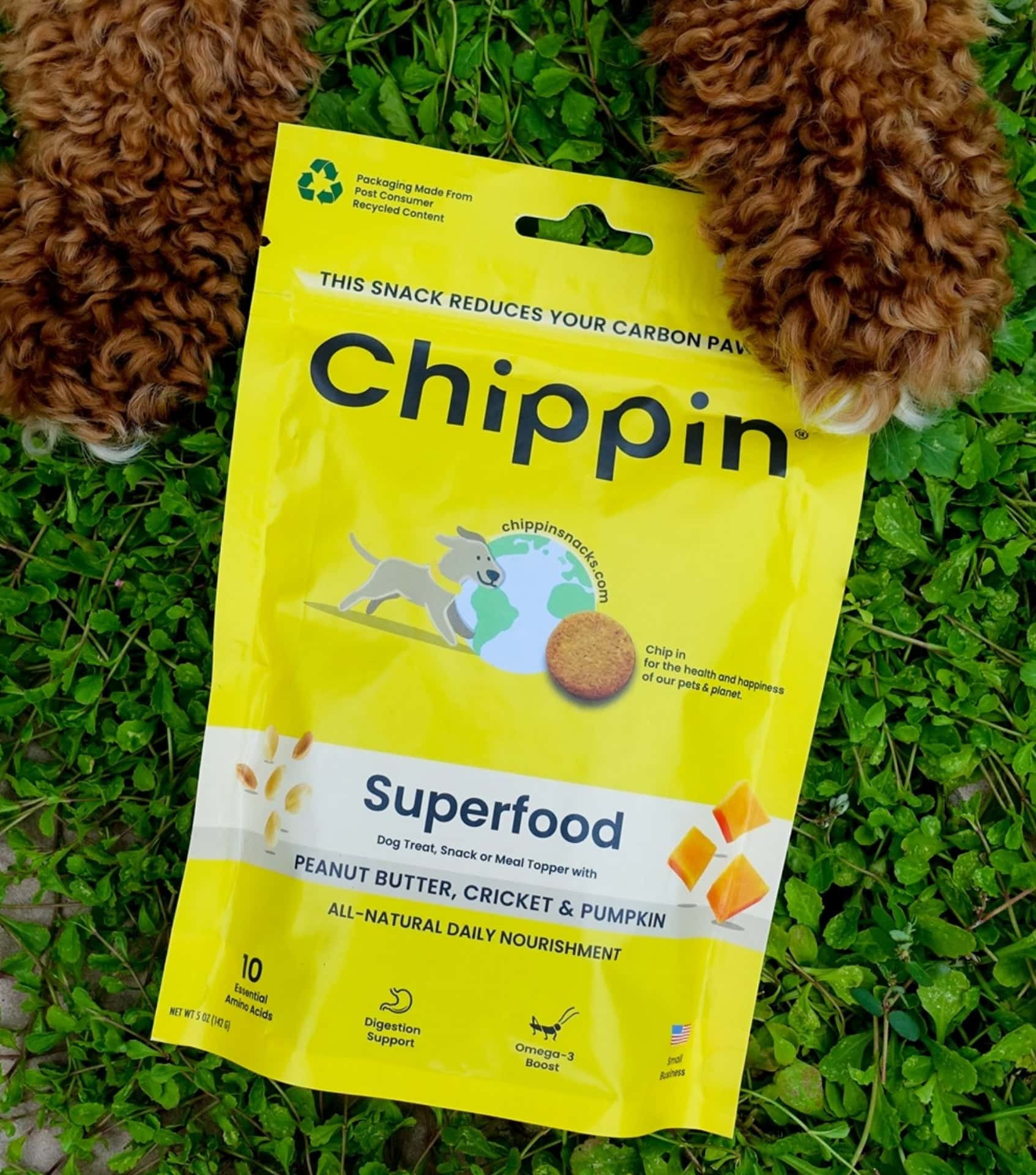 9 Eco Friendly Pet Products That Are Paw-Sitivly Impactful