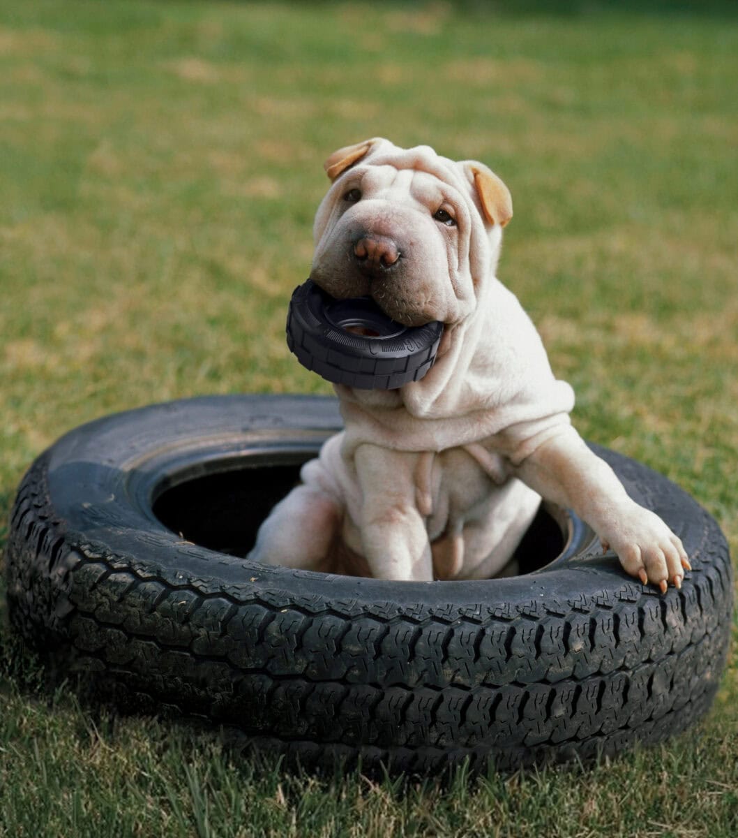 6 Eco-Friendly Dog Toys That Aren't Ruff On The Planet