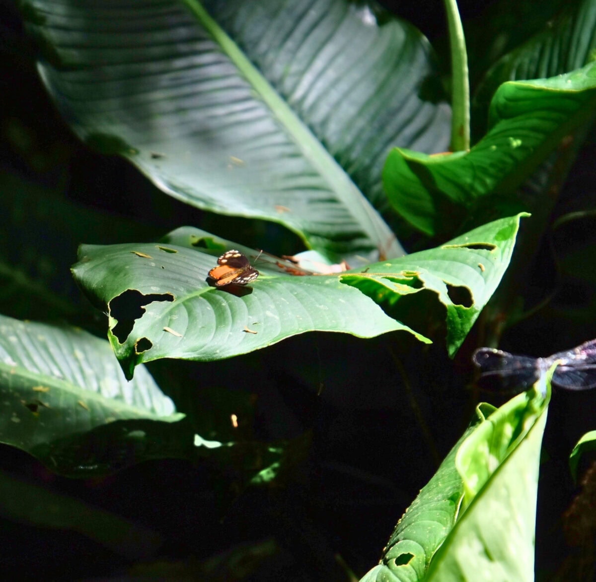 11 Best Carbon Offset Programs To Balance Your Carbon Footprint