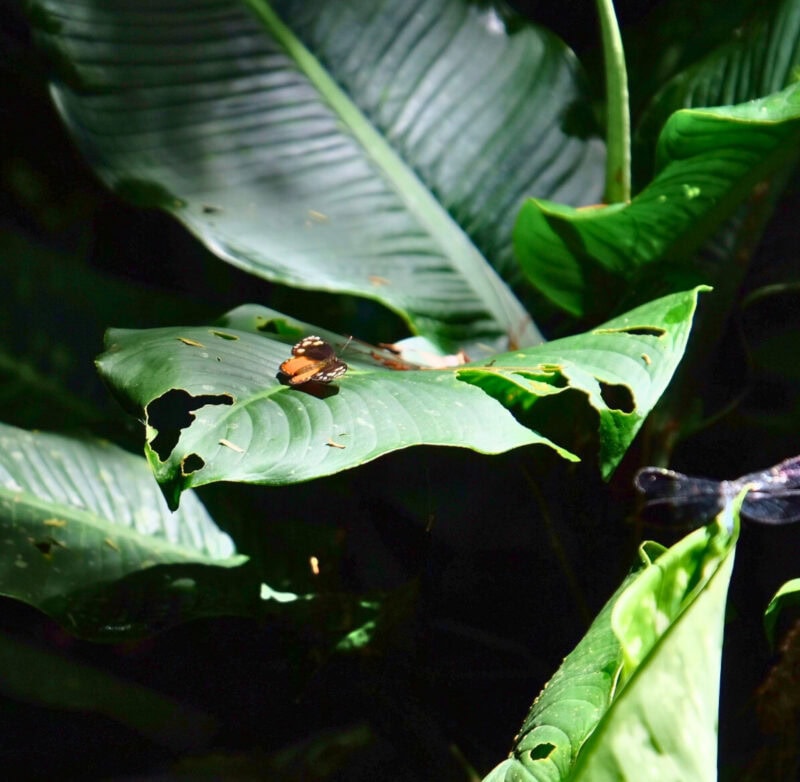 11 Best Carbon Offset Programs To Balance Your Carbon Footprint