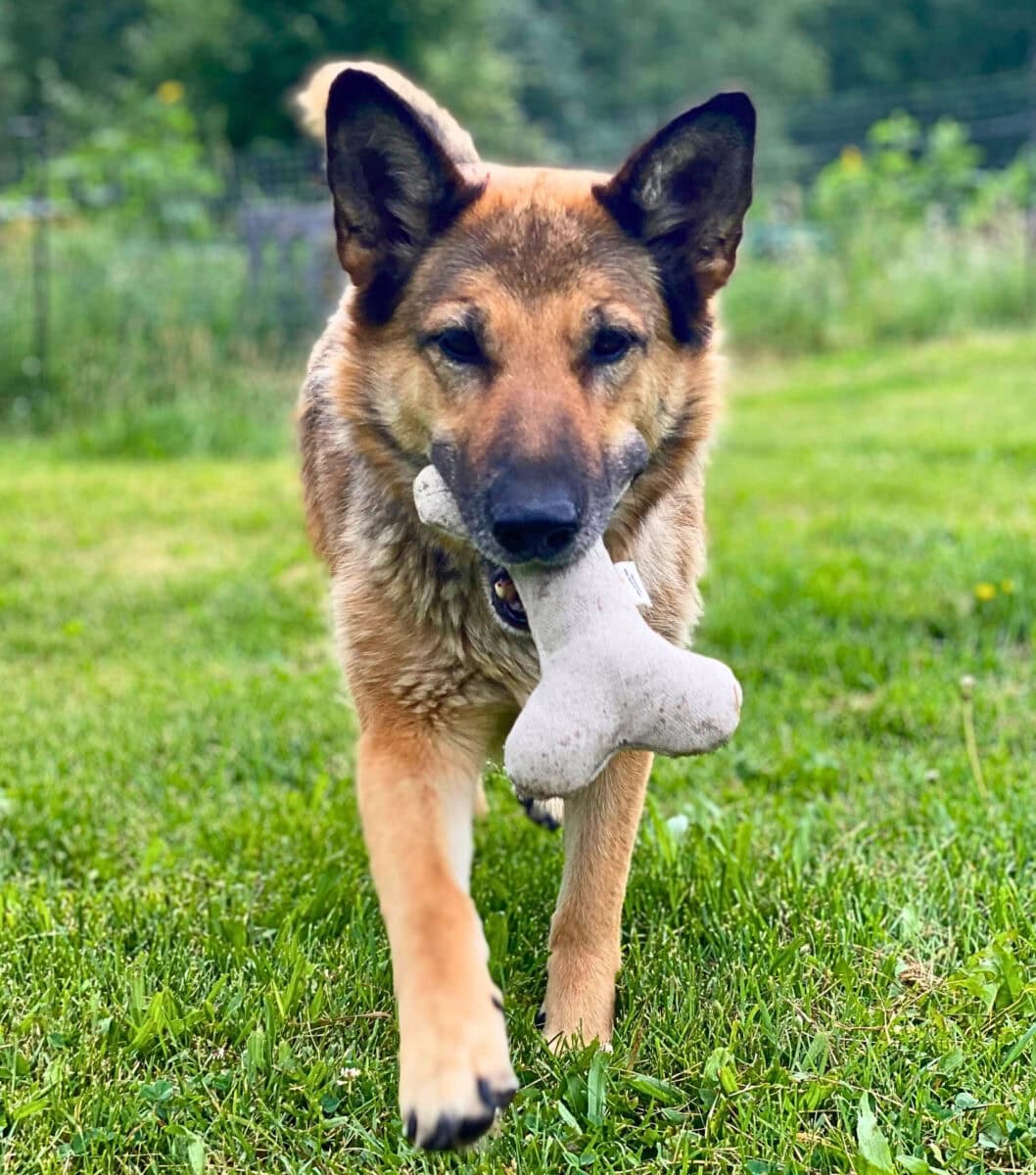 6 Eco-Friendly Dog Toys That Aren't Ruff On The Planet