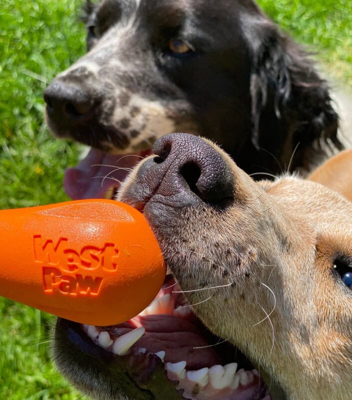 6 Eco-Friendly Dog Toys That Aren't Ruff On The Planet