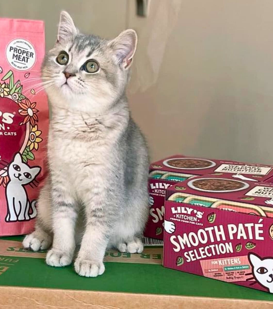 7 Sustainable Cat Food Brands To Make The Most of 9 Lives