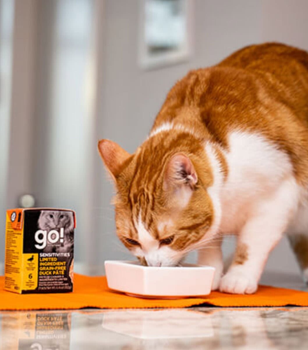 7 Sustainable Cat Food Brands To Make The Most of 9 Lives