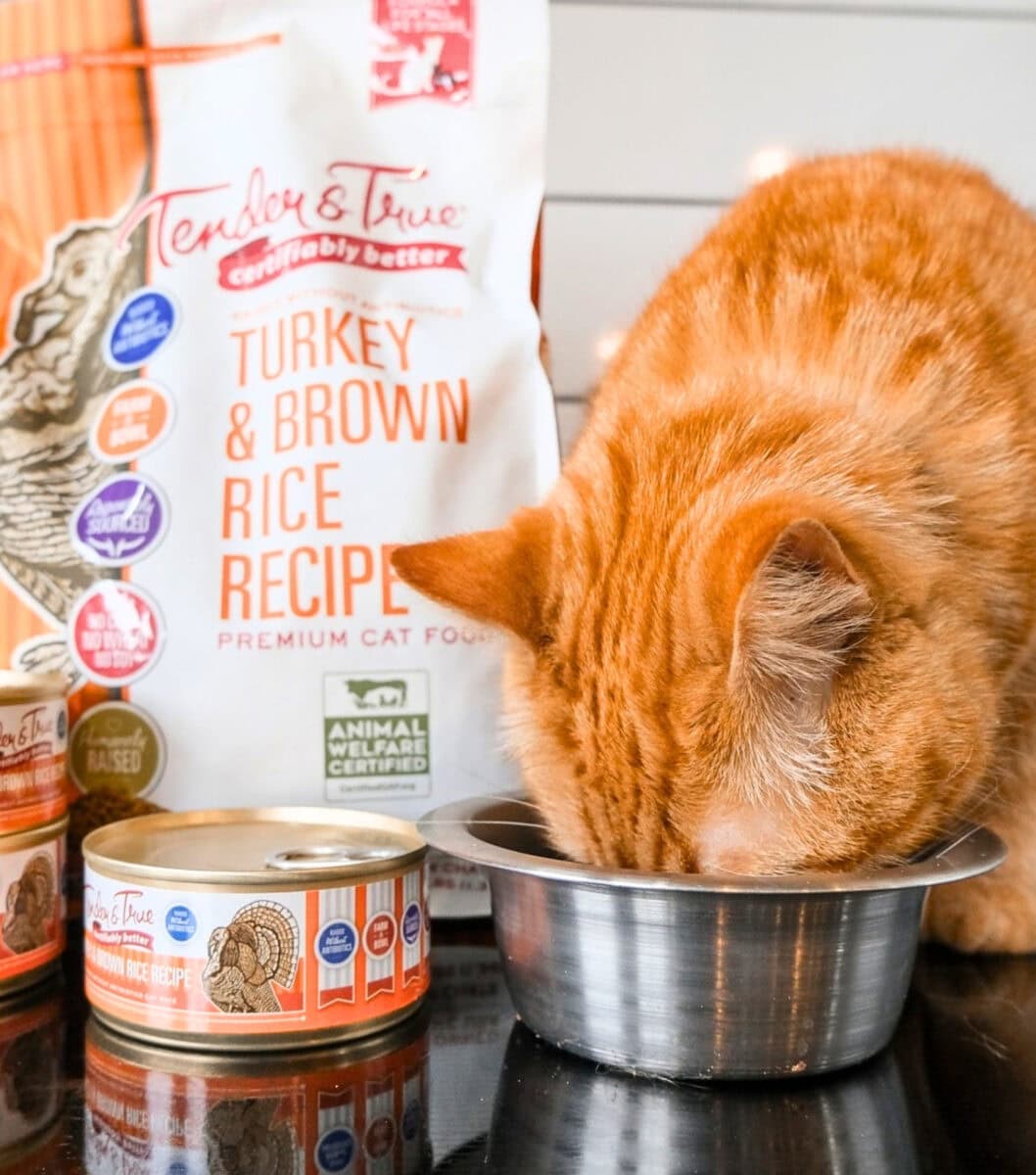 7 Sustainable Cat Food Brands To Make The Most of 9 Lives