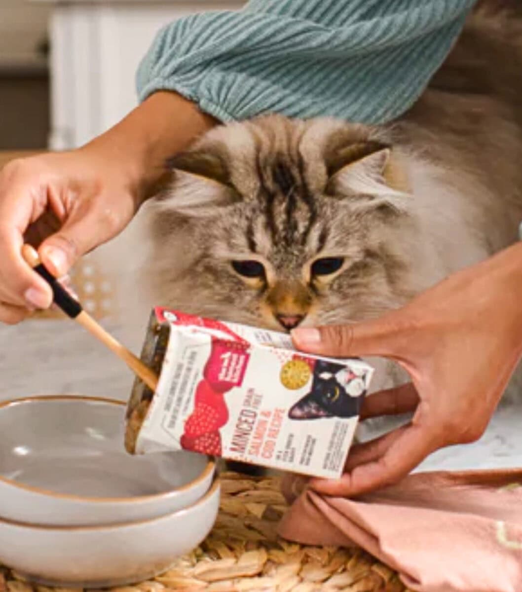 7 Sustainable Cat Food Brands To Make The Most of 9 Lives