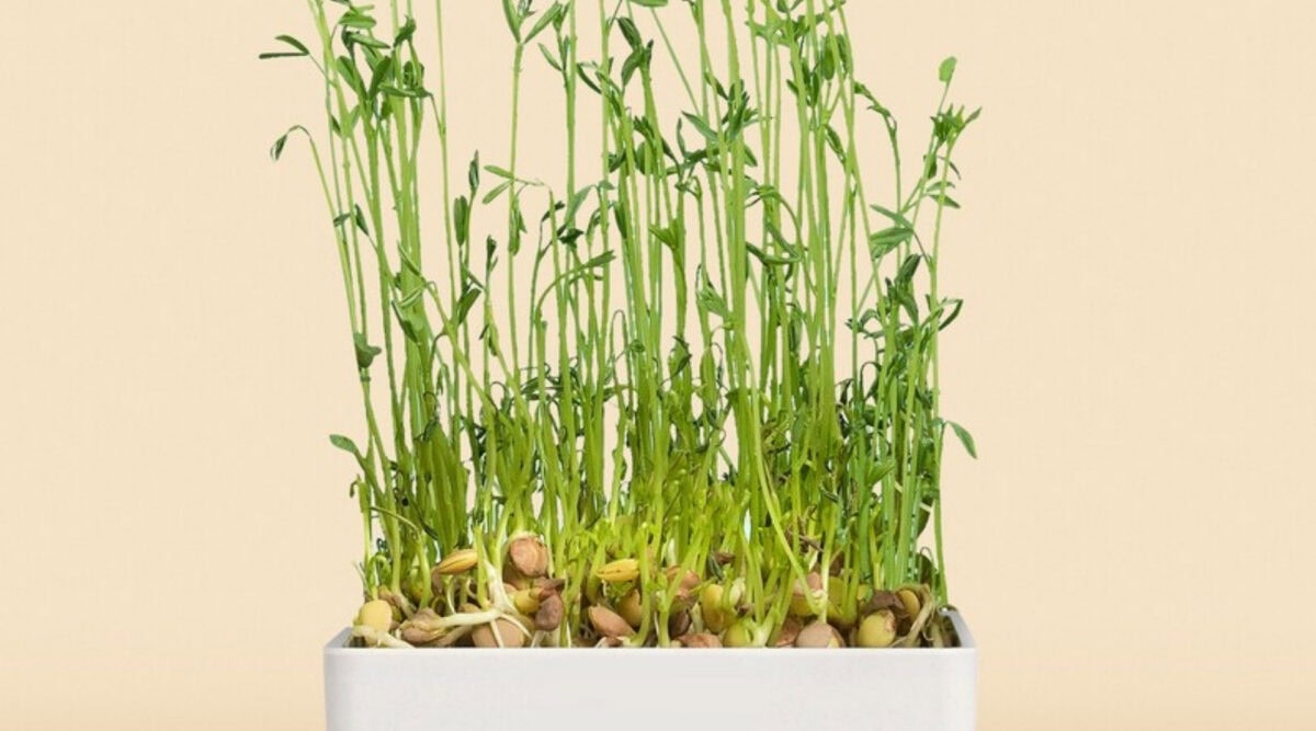 6 Home Growing Kits To Nourish Your Apartment & Your Appetite