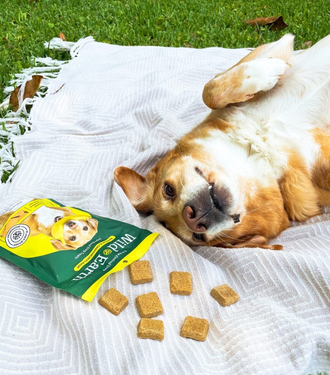 7 Sustainable Dog Food Brands For Bone-afide Good Chow